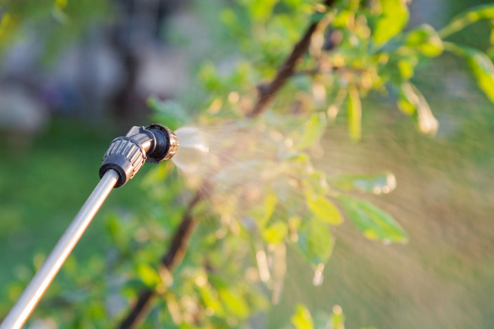 Tree Spraying Preparation: Finding Ideal Park City Partner | Bug Busters